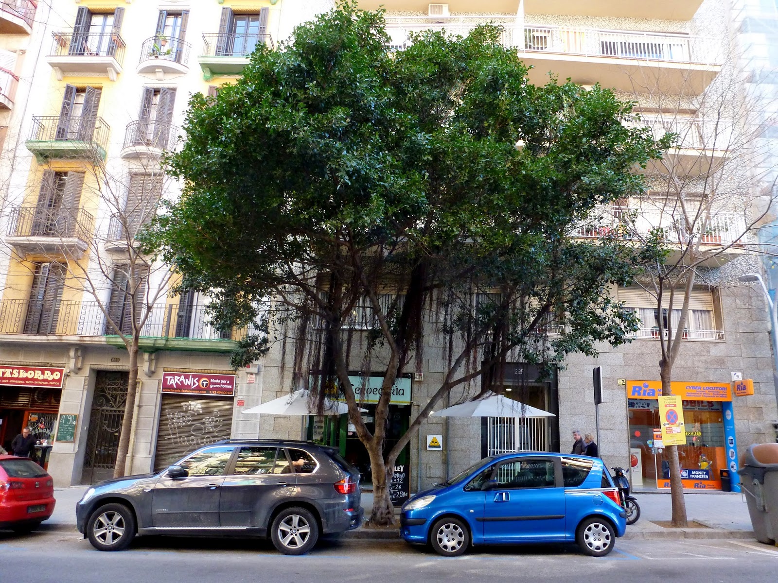 Árboles con alma: Laurel de Indias. (Ficus microcarpa)