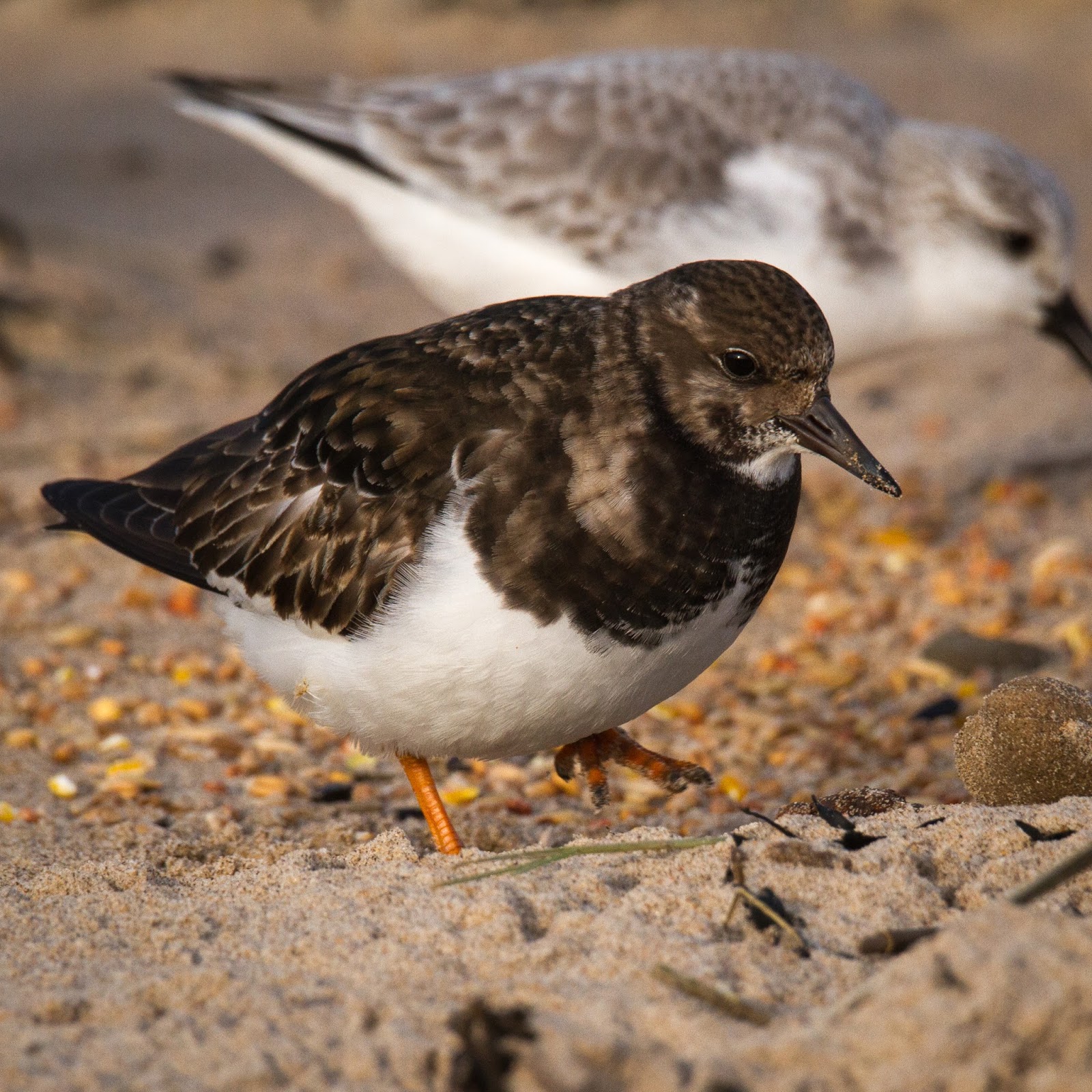 TrogTrogBlog: Bird of the week - Turnstone