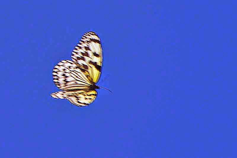 Ryukyu Life: Butterflies in Flight from Tsuken Jima Okinawa