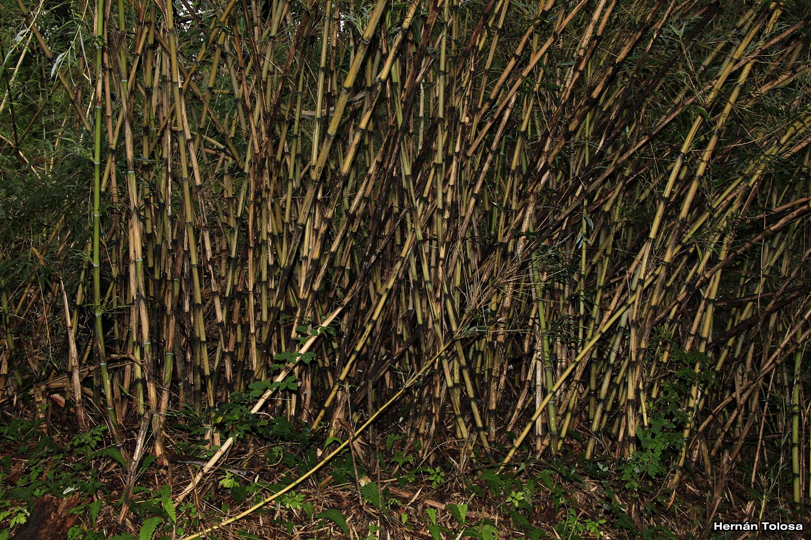 Patagonia: Colihue (Chusquea culeou)