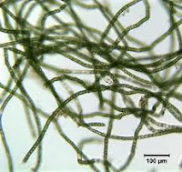 Basic Concept of Invertebrate Zoology Knowledge: Outline Classification ...