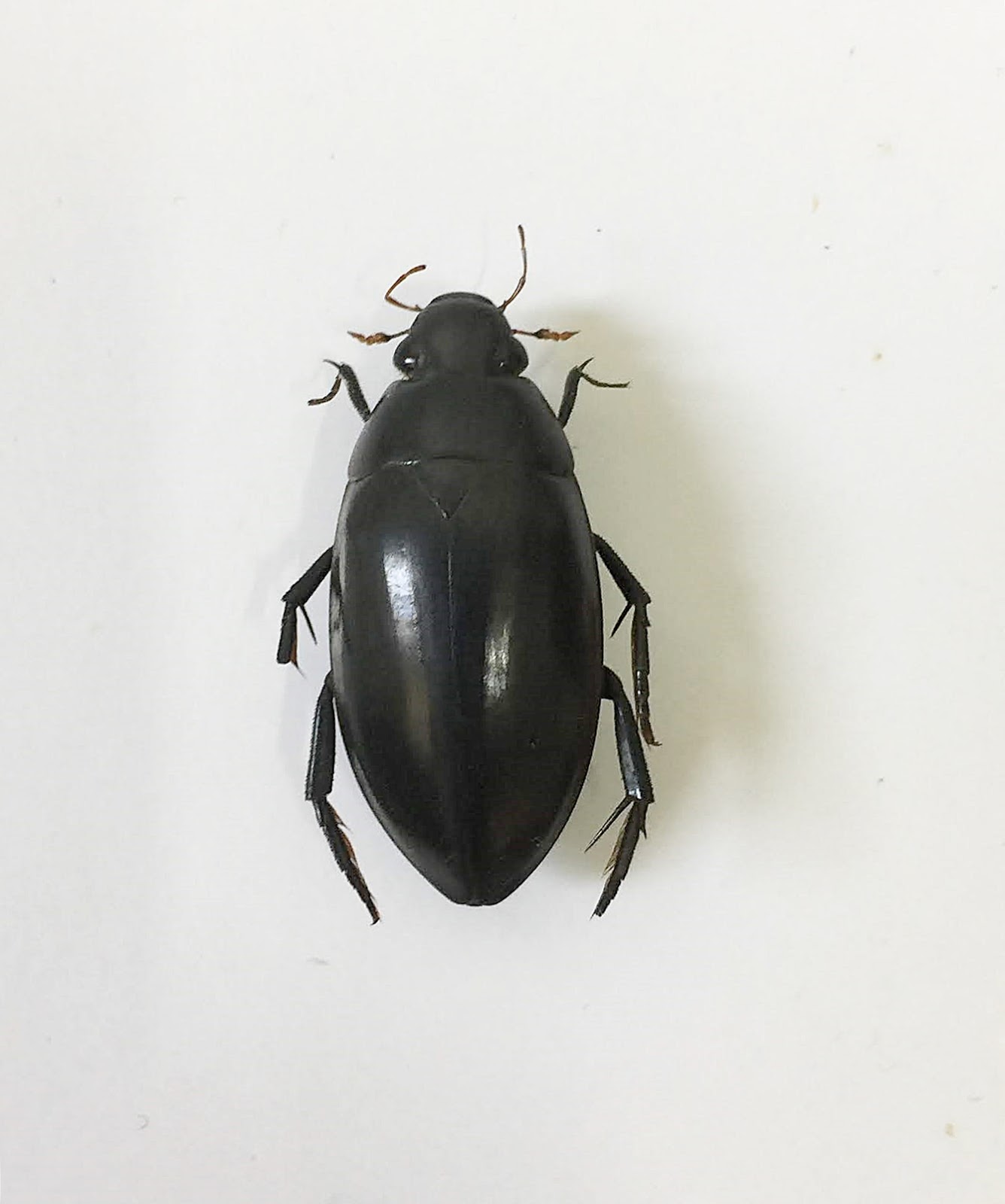 台灣的水生昆蟲: 9月 2018