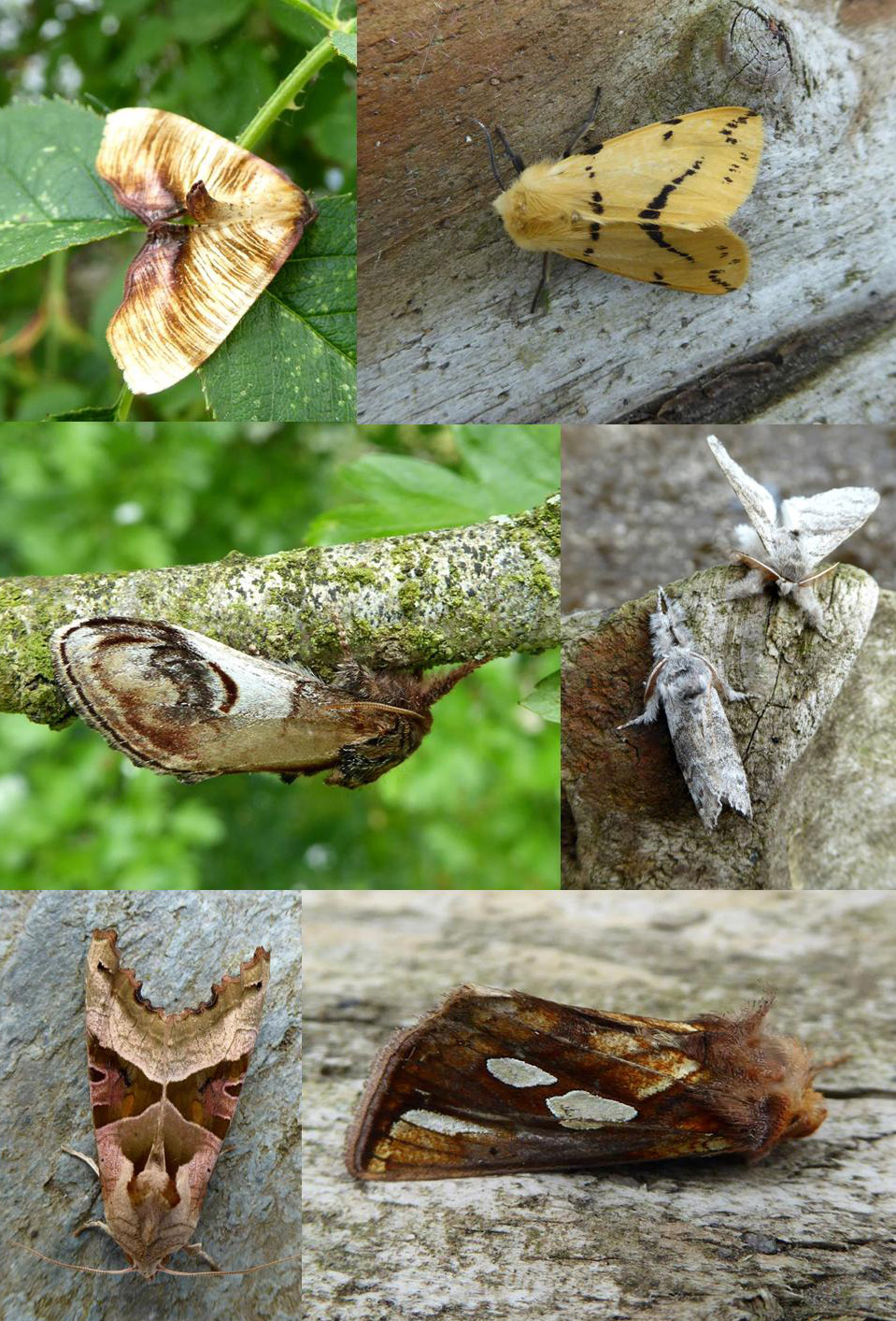Julia Garner : Early June moths .....