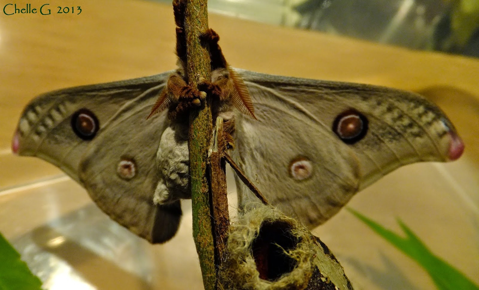 Last in Line...: Emperor Gum Moths - Cocoon to Hatching