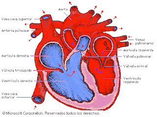 Sistemas: Latido Cardiaco