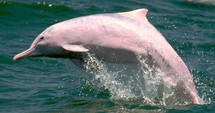 Ecofriendly: Chinese River Dolphin