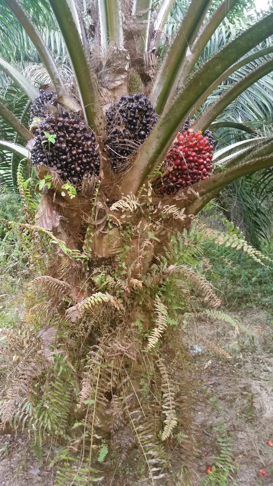Kepentingan Minyak Kelapa Sawit Untuk Kesehatan Kepentingan Minyak Kelapa Sawit Untuk Kesehatan
