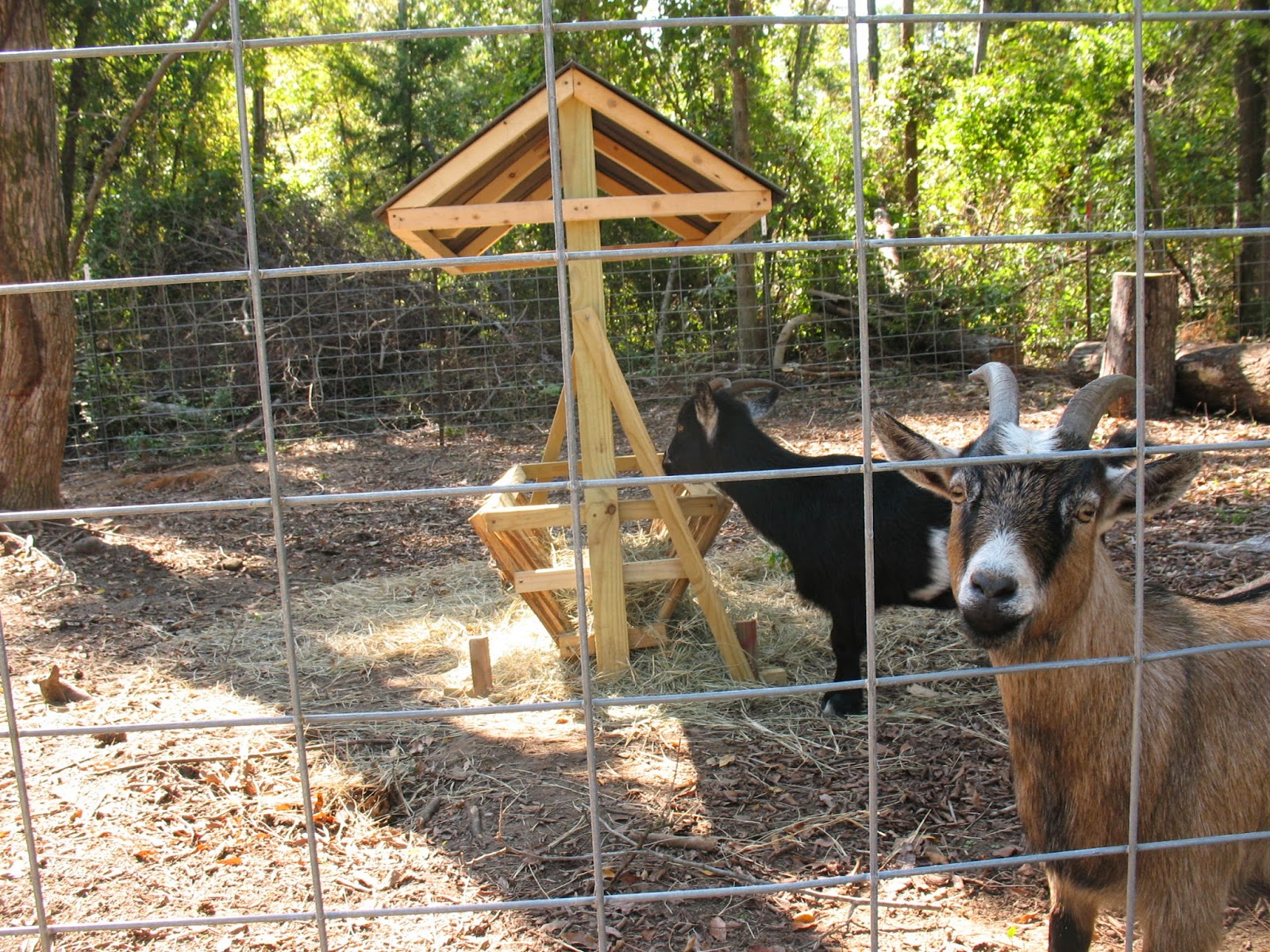 Sensible Survival: Build a Manger for Your Goats
