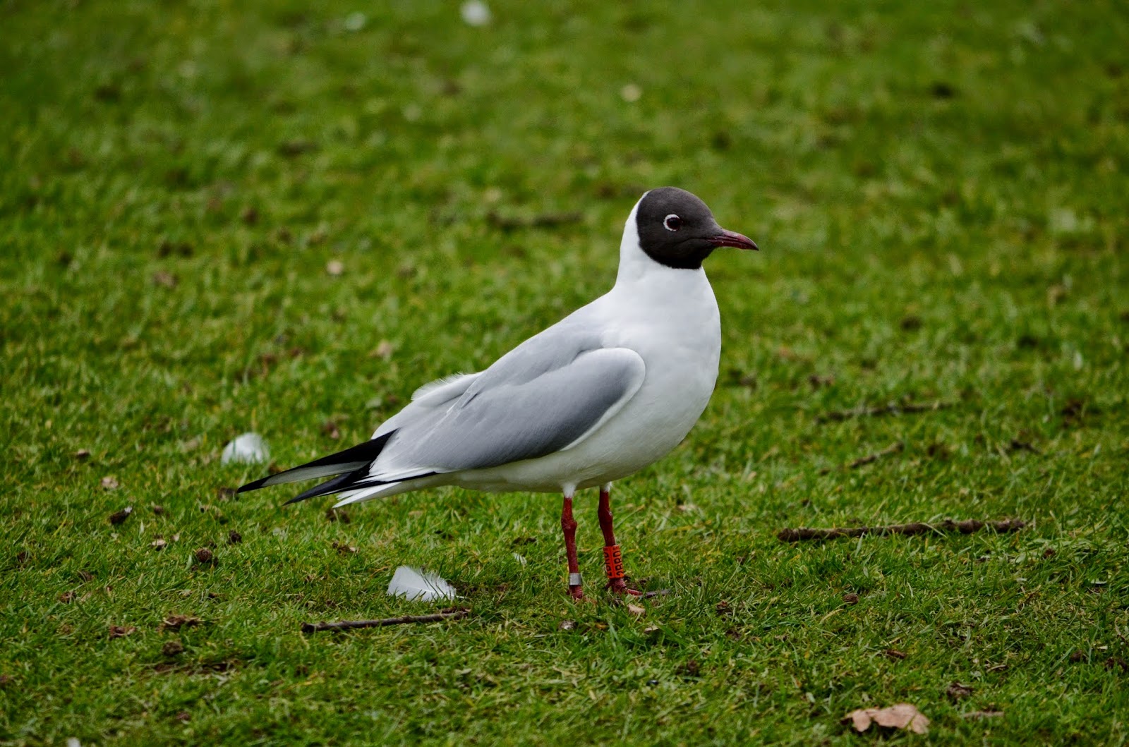 Northern Ireland Black-headed Gull Study: Colour-ringed Black-headed ...