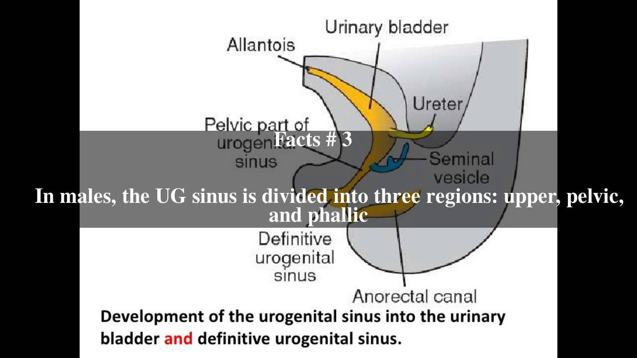 Urogenital sinus