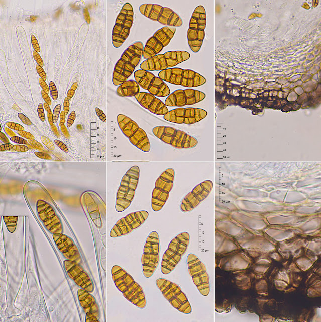 Camarosporidiella laburni, Orden Pleosporales, Ascomycota