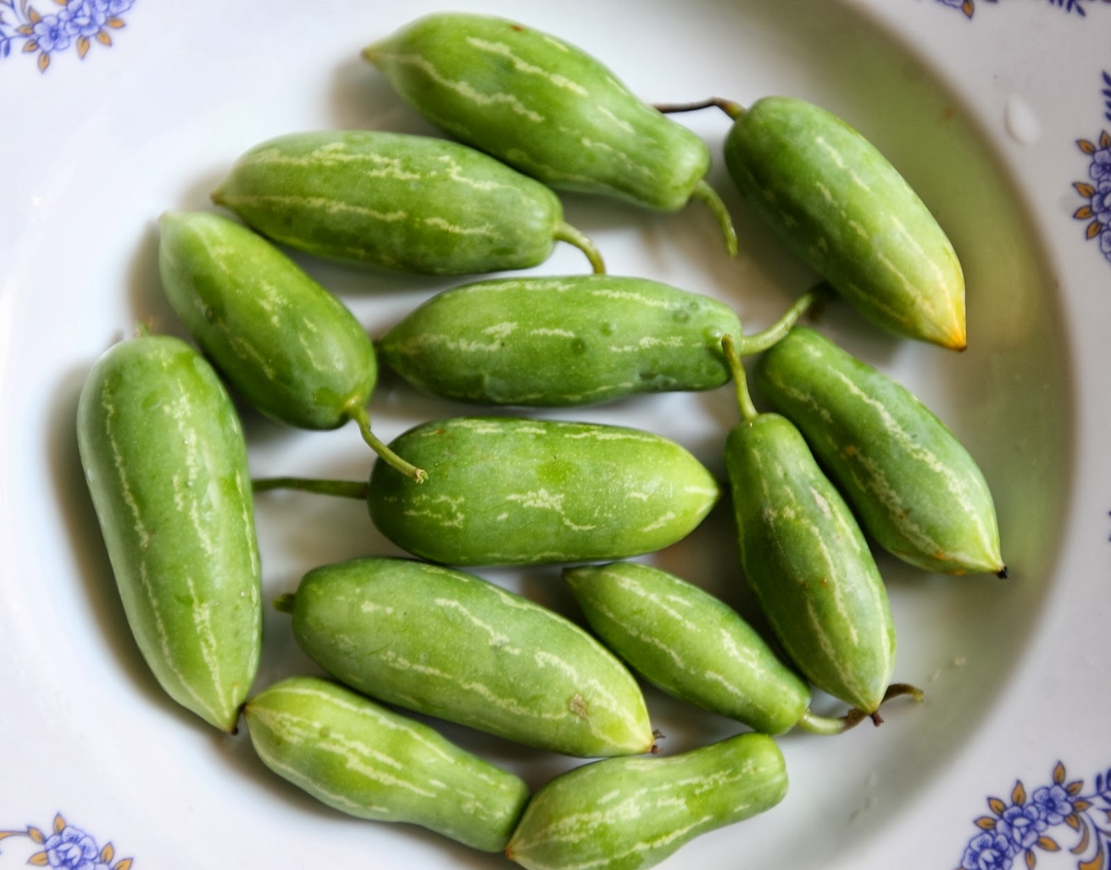 HERB4U. Malaysian Traditional Herbs 4U.: Timun Tikus, Coccinia Grandis