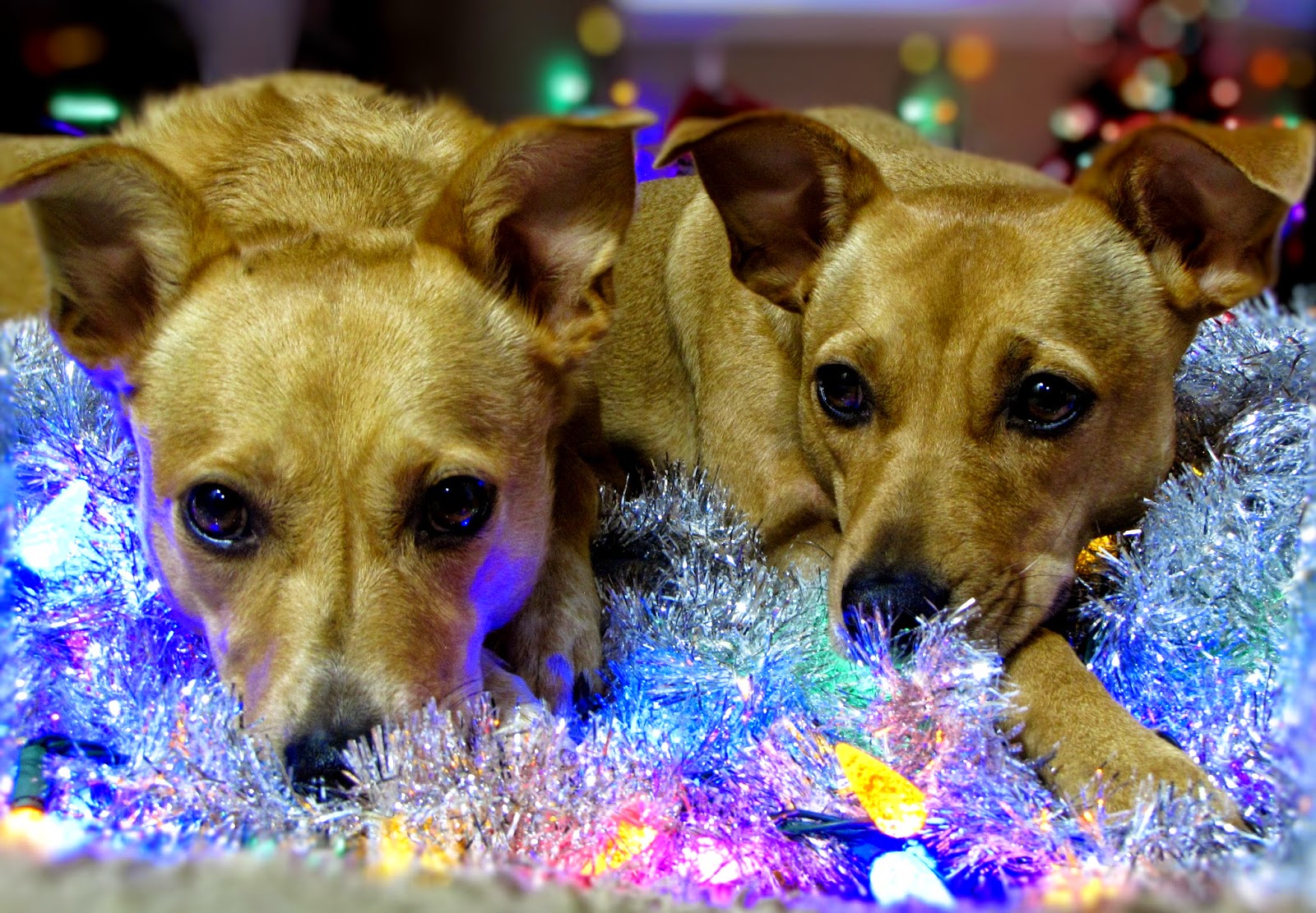 ZoePhee: Bitey Face on Monday Mischief