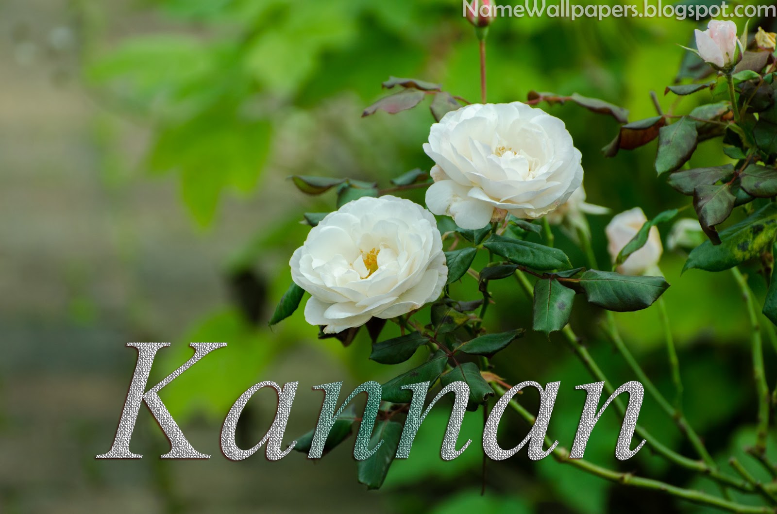 Kannan Name Wallpapers Kannan ~ Name Wallpaper Urdu Name Meaning Name ...