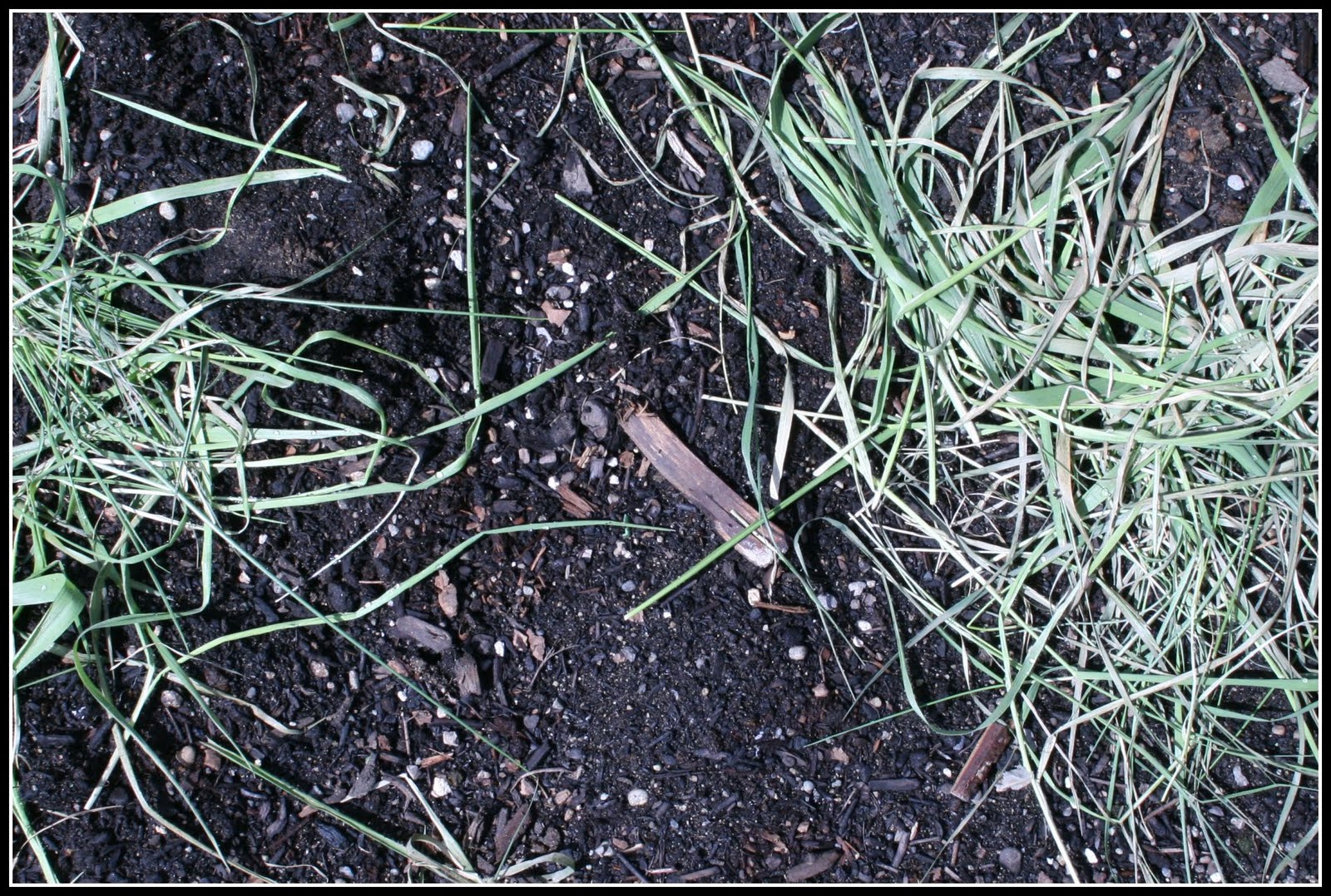 Desperate Gardener Grass Clippings In Your Garden Oh No