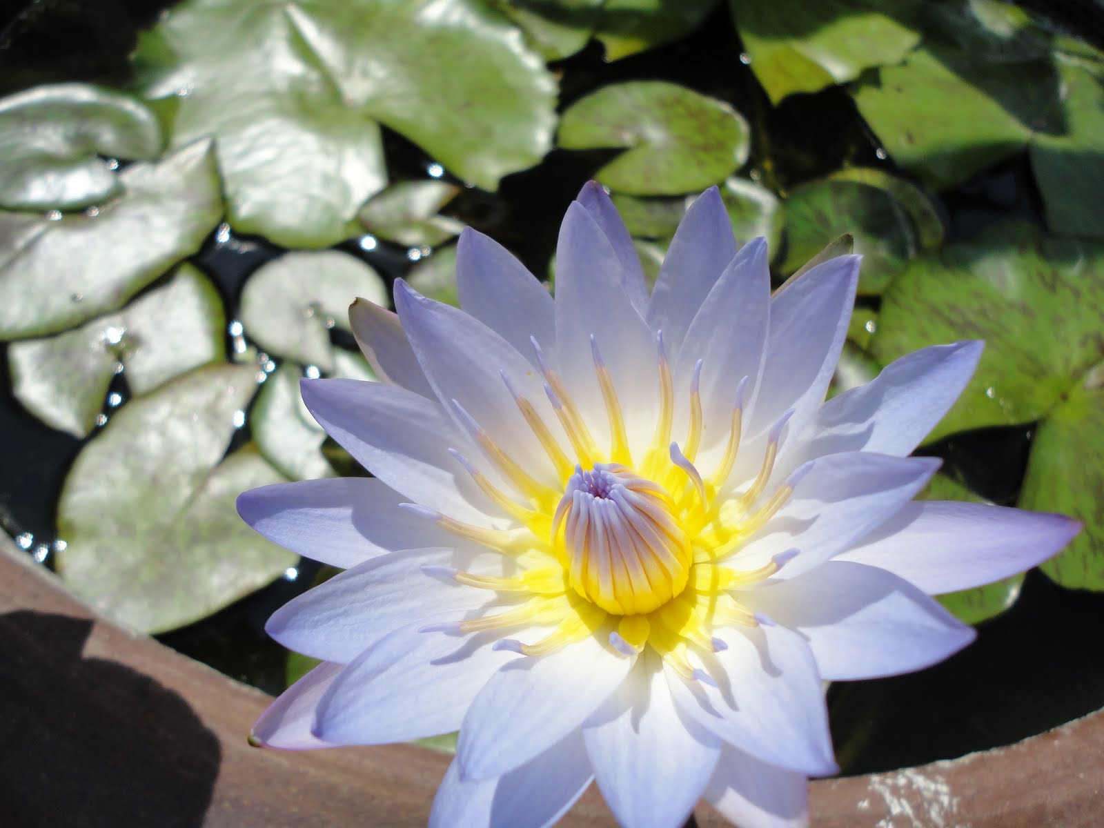 Asia: Up to you!: La fleur de lotus, tout un symbole...