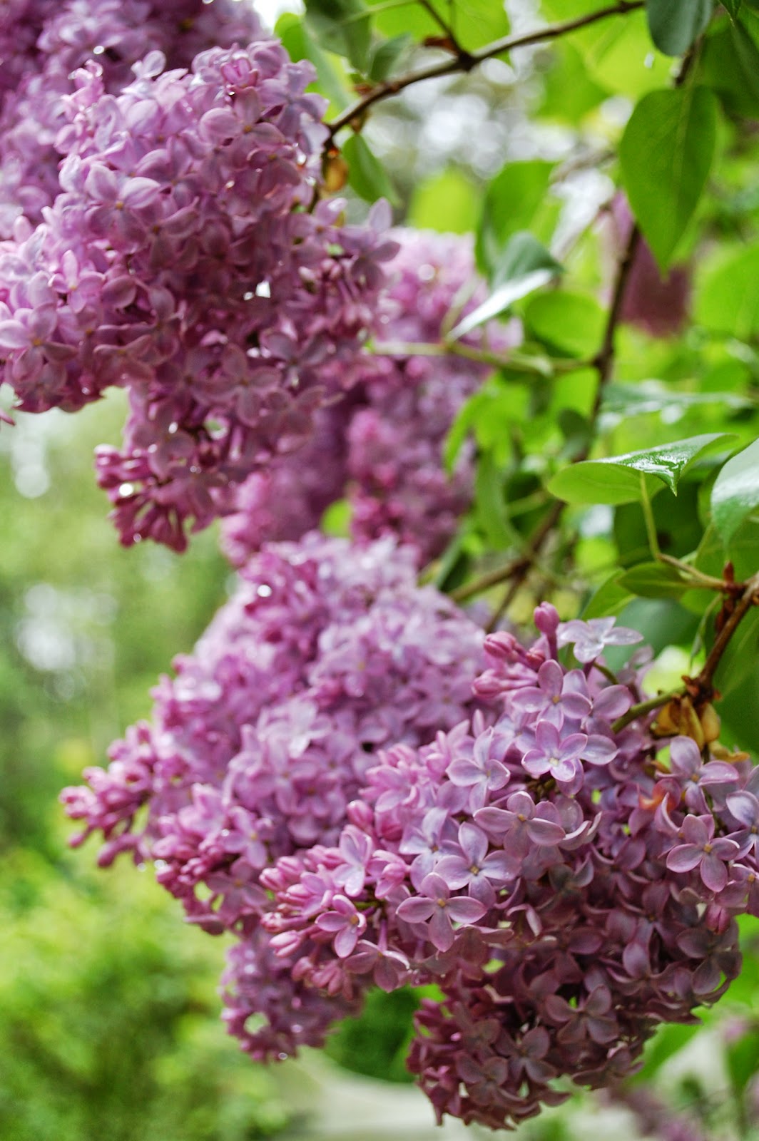 Sprouts: May is Lilac Here in New England