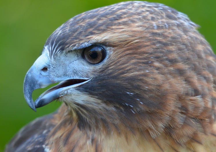 Red and the Peanut: A Red-tailed Hawk's beak...