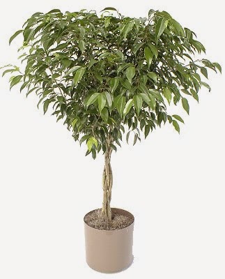 Alex și David cresc: Plante care purifică aerul din locuință sau birou