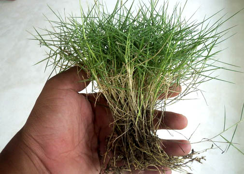 Cara Menanam Rumput Jepang yang Baik dan Benar