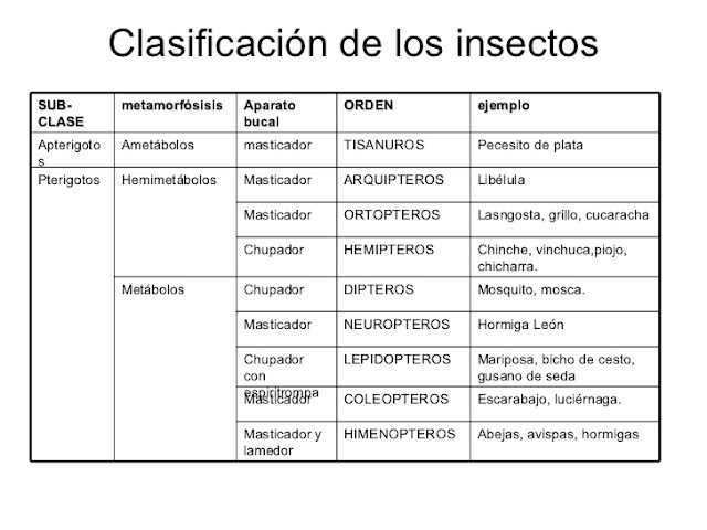 LA VIDA ES ASI: Los insectos y su clasificación