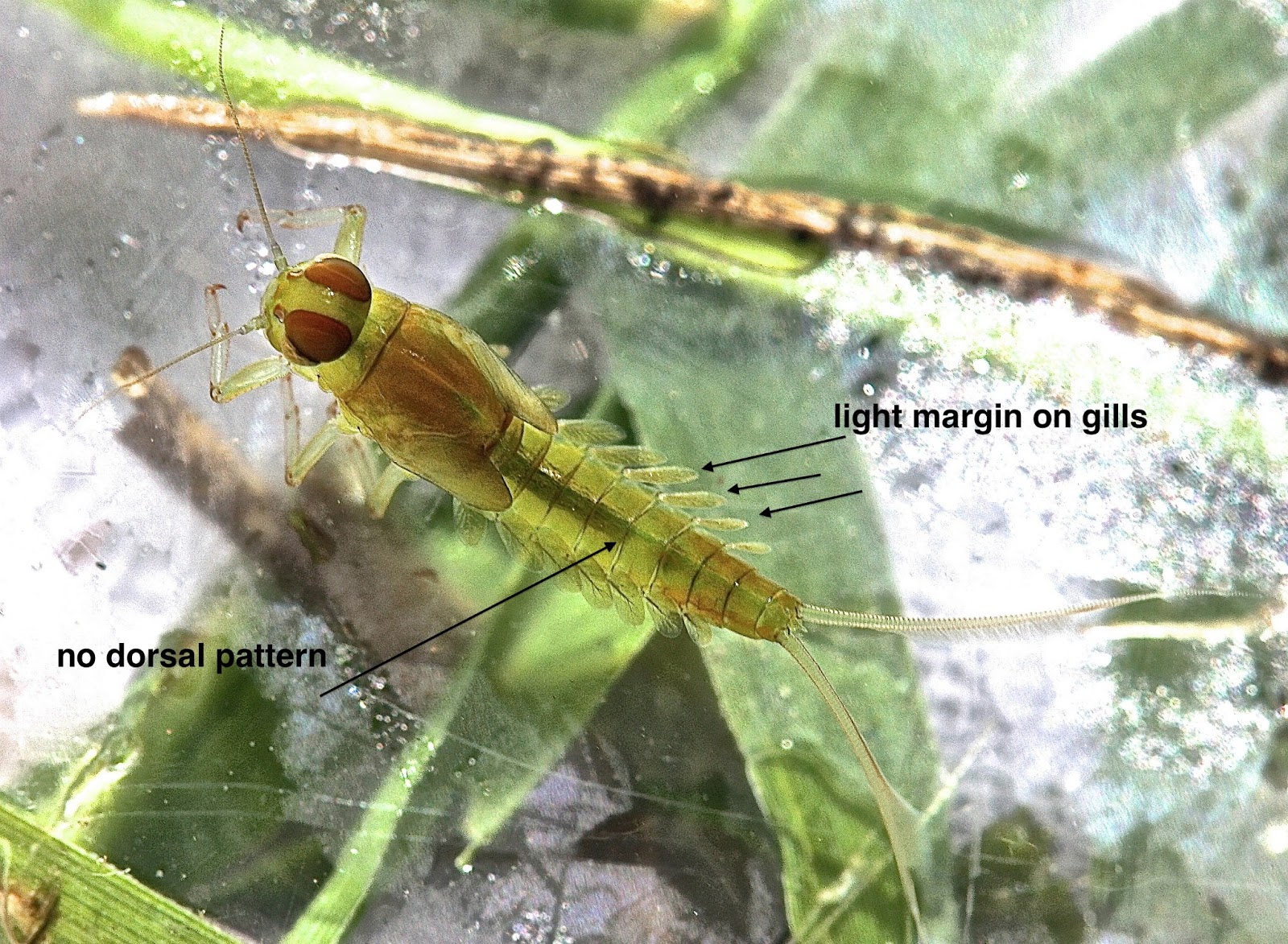 Aquatic Insects of Central Virginia: The small minnow mayfly ...