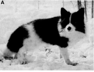 Etología Familiar: La domesticación del ¿zorro?: el experimento de Belyaev