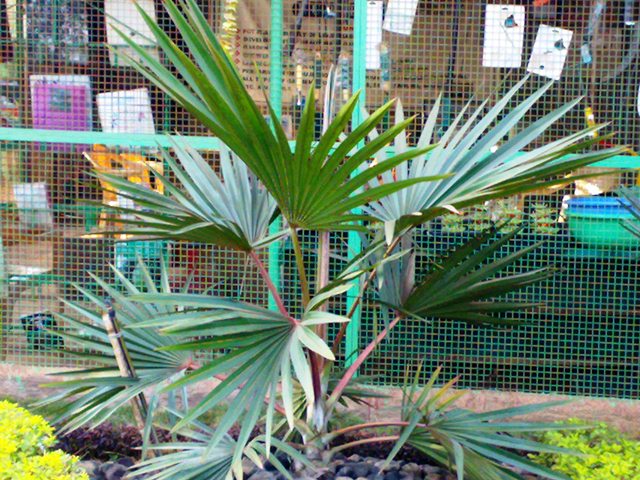 Exploring The New.......: Palm Trees In India