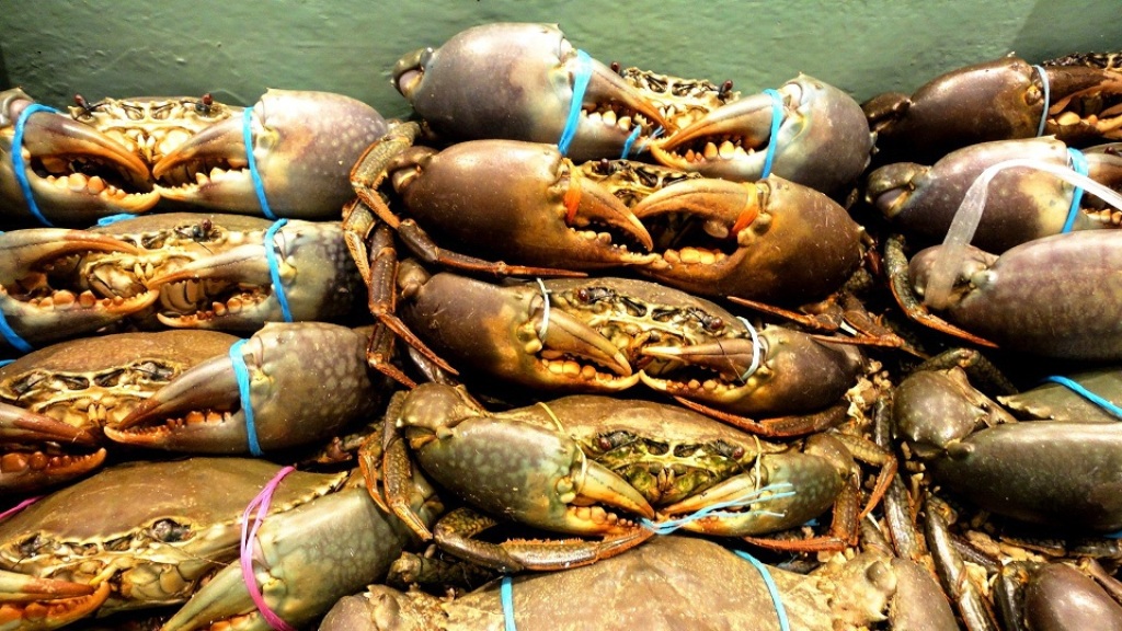 Mud Crab Export from Vietnam with High Demand - Mud Crab Exporters, Mud ...