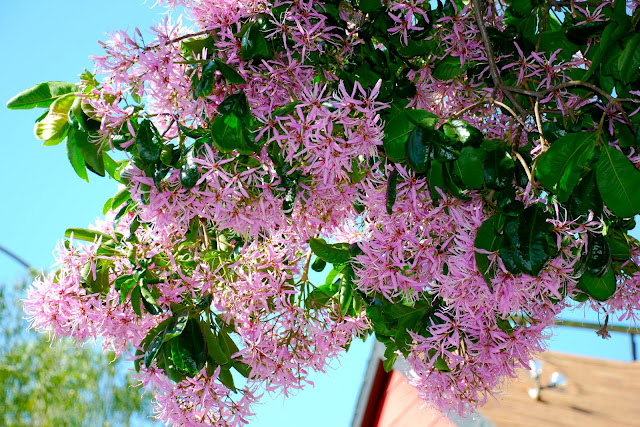 Blue Heron Blast: Cape Chestnut