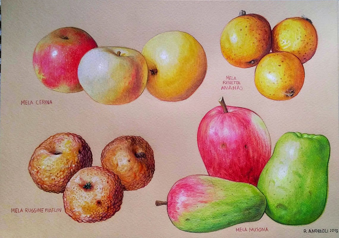 Naturalia: Tipi di mele italiane antiche, rare e locali