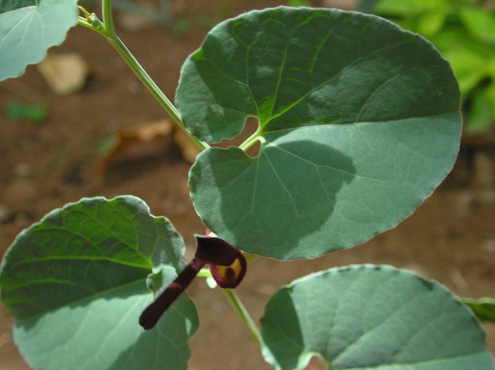 Our food plants -ఆహారంగా ఉపయోగ పడే మొక్కలు: Pollination an amazing ...