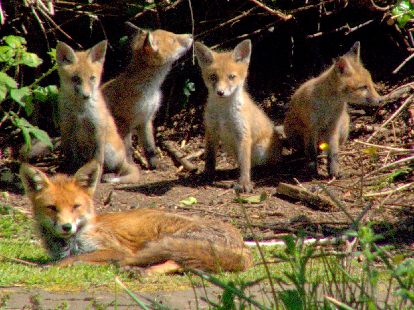 Peter Lovett's ramblings : Family photo' of FOUR fox cubs with their ...