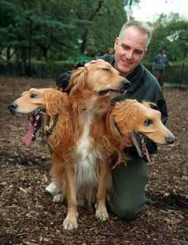 Welcome to NikkyNaz Blog : MEET DOG WITH 3 HEADS