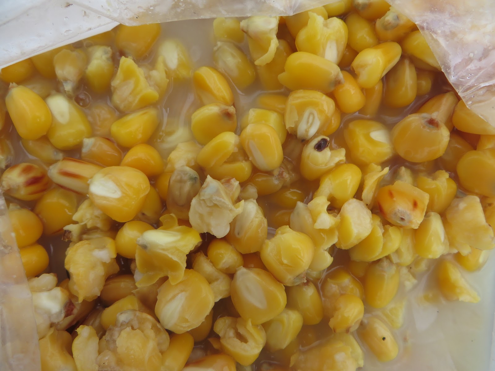 Rhode Island Carp Fishing: Out with the Sweet Corn, In with the Maize