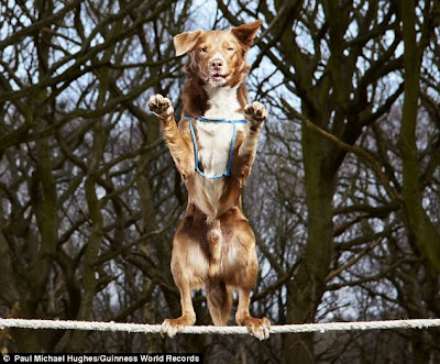 Amazing Balancing Act of the Dog on a Tightrope - Stunning Interesting ...