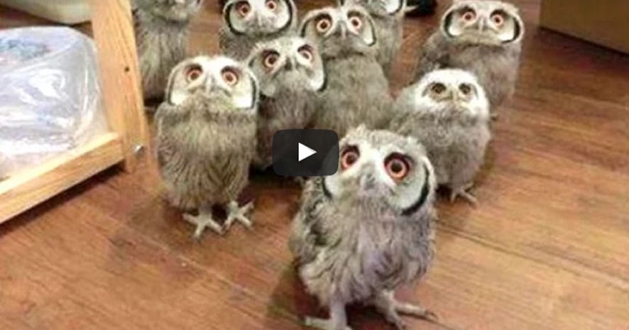 Here Are Owls Like You’ve Never Seen Them Before. Get Ready to Laugh ...