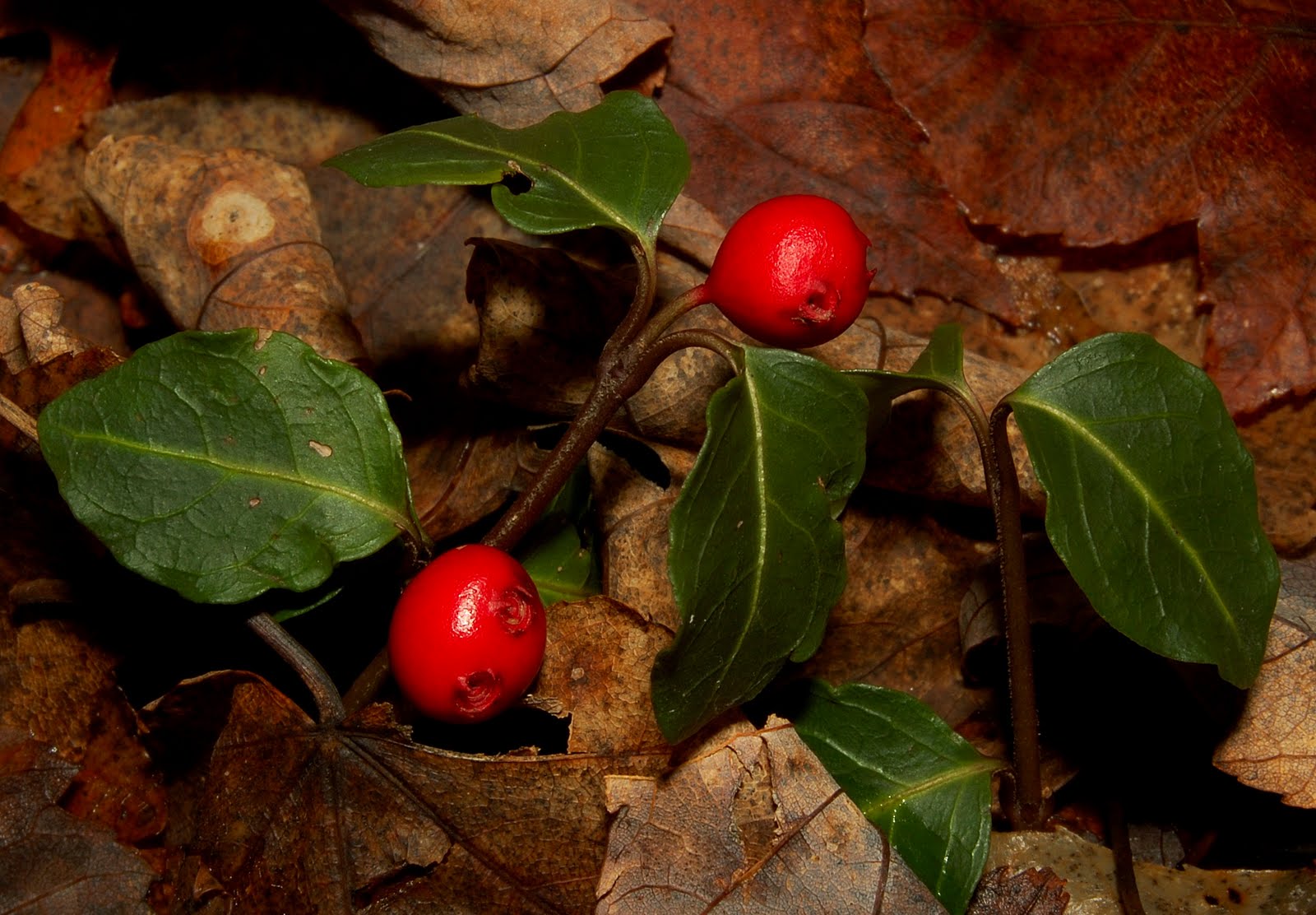 Get Your Botany On!: Green in Winter: Partridge Berry