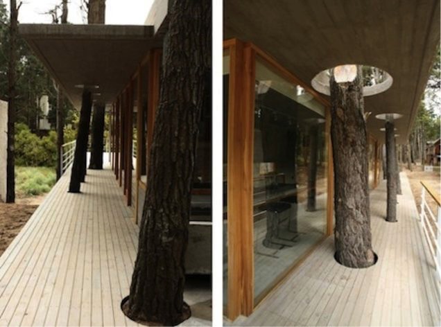The elegant natural beauty of trees built into living s