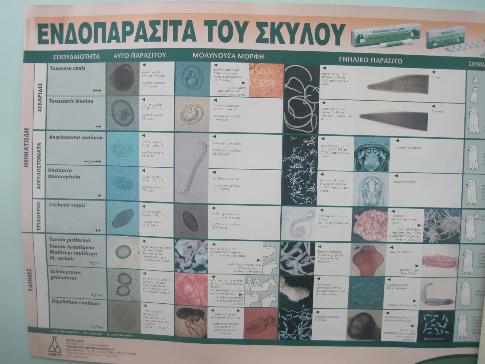 ΑΠΟΠΑΡΑΣΙΤΩΣΗ ΕΝΔΟΠΑΡΑΣΙΤΩΝ ΣΤΟΝ ΣΚΥΛΟ ΚΑΙ ΣΤΗΝ ΓΑΤΑ - ΙΑΤΡΕΙΟ ΜΙΚΡΩΝ ...