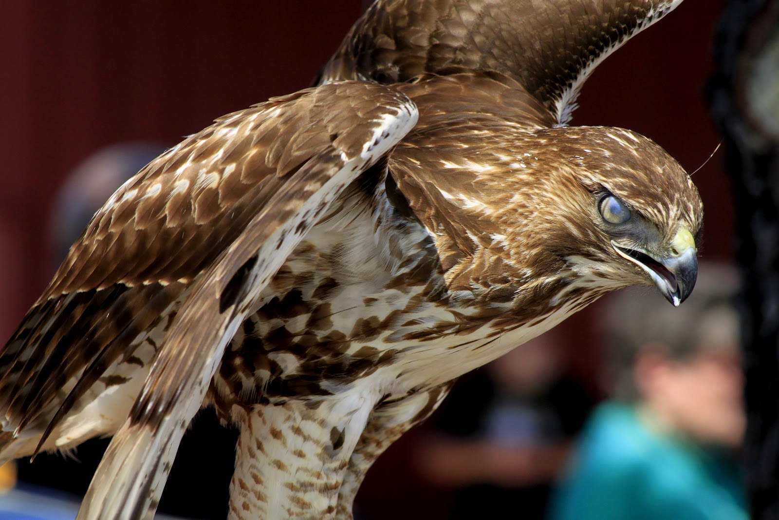 Ponderings of an Elect Exile: March 2012