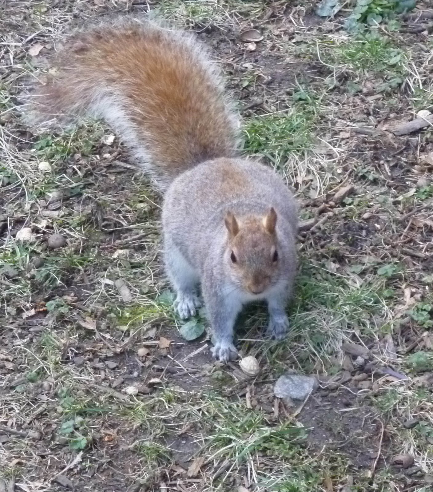 The New York Squirrel: Fat Bottomed Squirrels