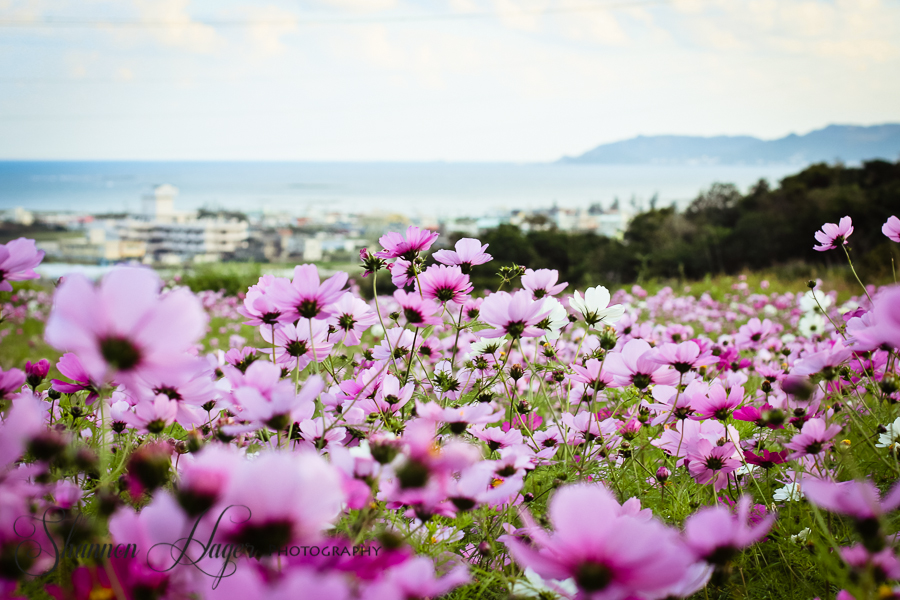 Enjoying Life With 4 Kids: Cosmos Field- Take Two