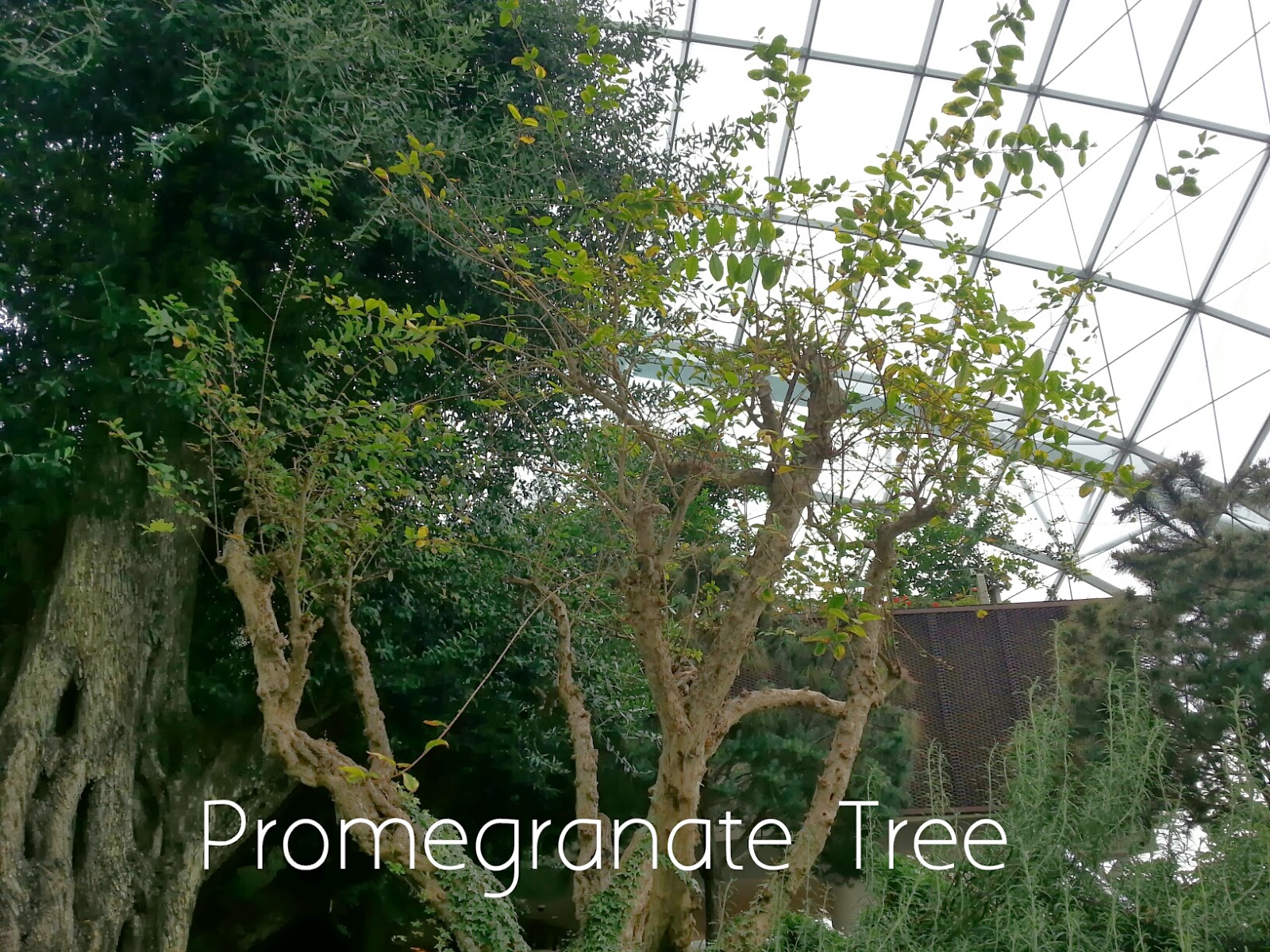 Gardens By The Bay - Plants in The Flower Dome