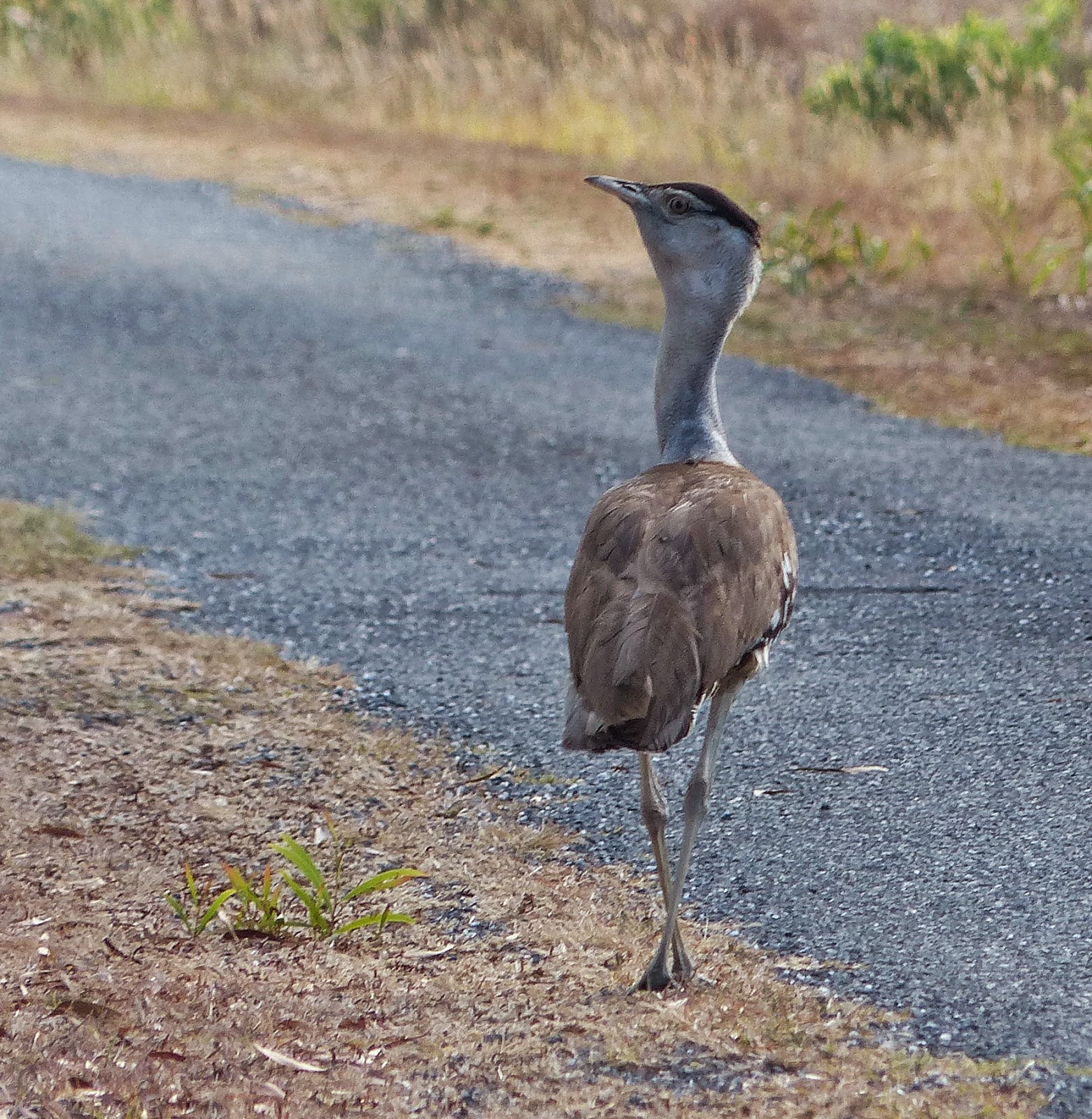 A.W.Birder: Always on the lookout for fine birds...: North Queensland ...