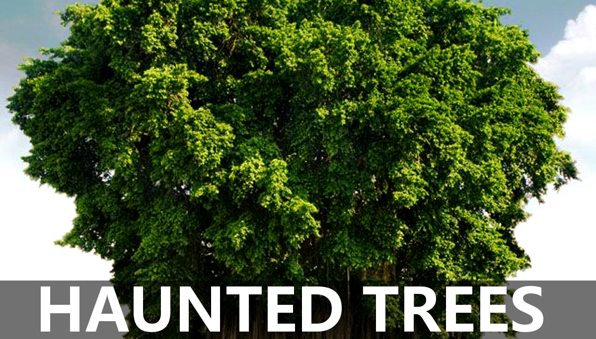 TOP 10 HAUNTED TREES IN INDIA