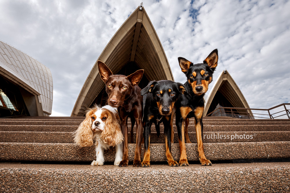 Tails of Sydney Book Launch - December 18 | Australian Dog Lover