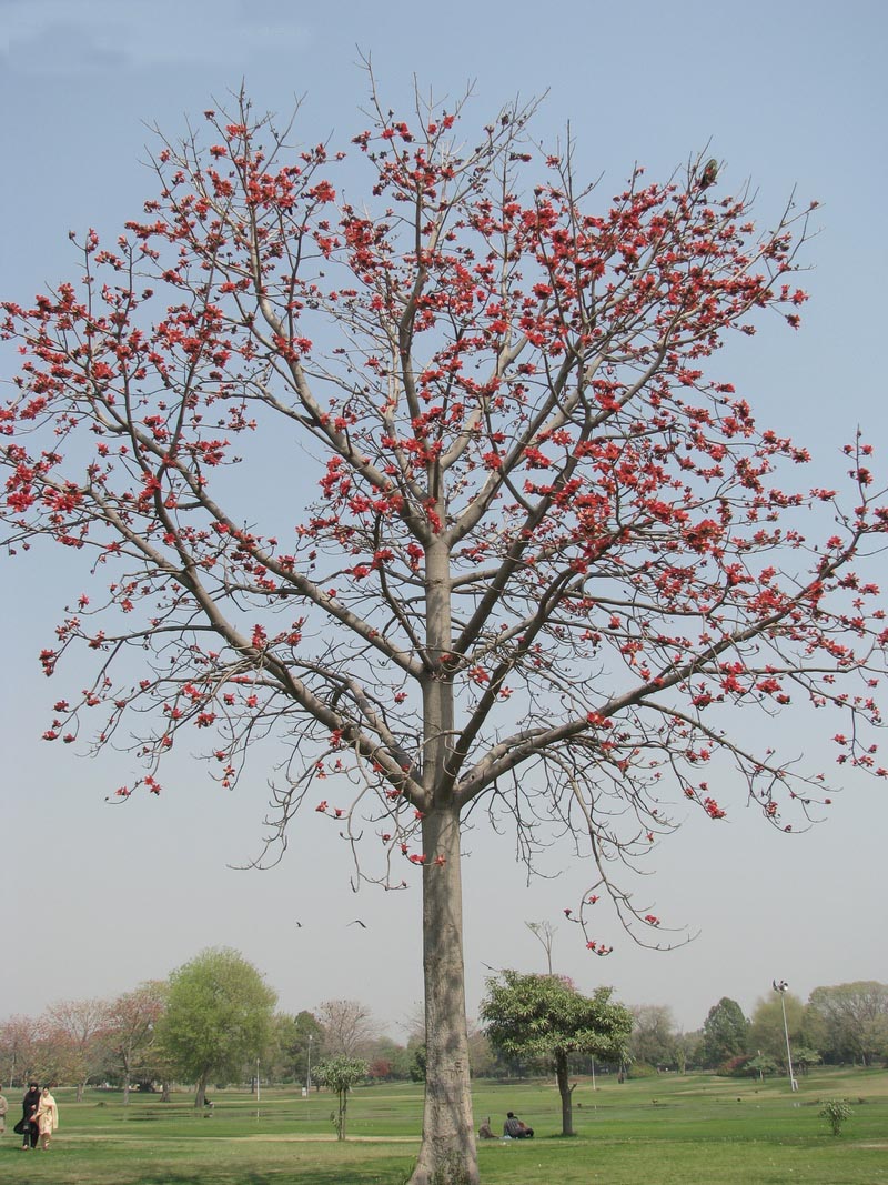PlantWerkz: Red Cotton Tree - Bombax Ceiba