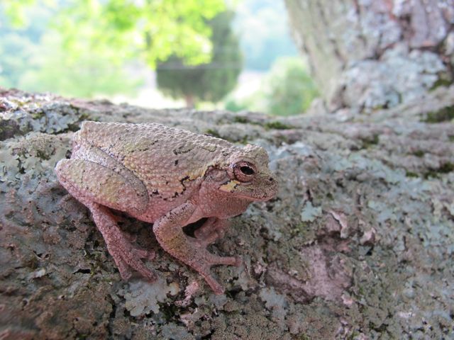 Julie Zickefoose on Blogspot: The Tadpole Project: Tree Frog Eggs