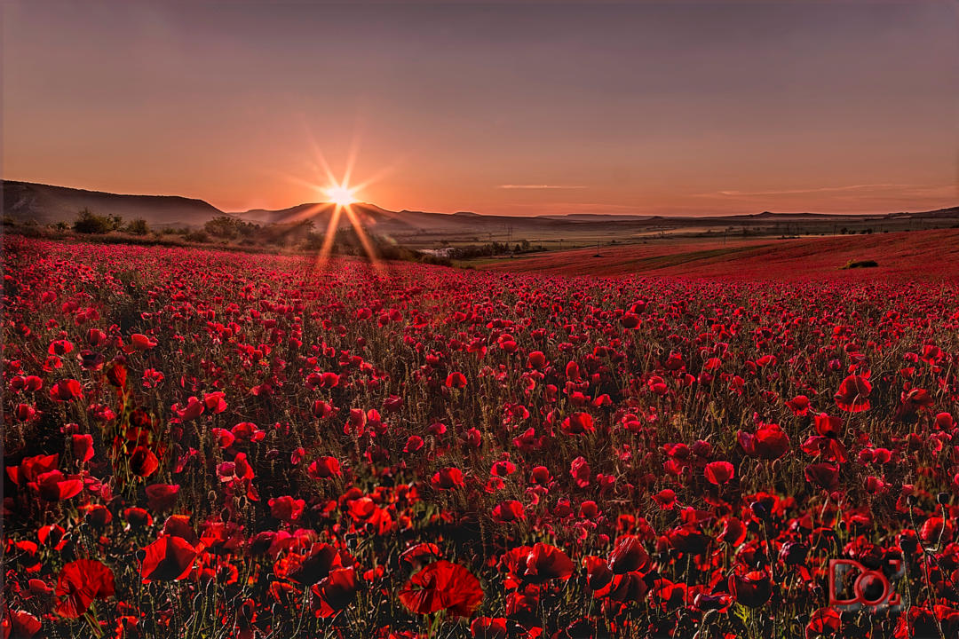 Rose Valley (Bulgaria)